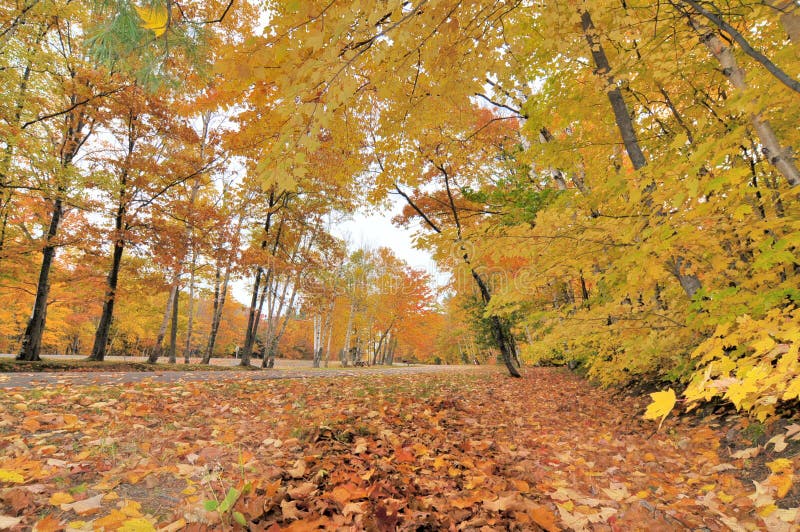 Fall Foliage Picture. Image: 6716232