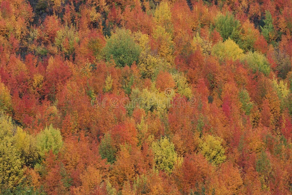 Fall Foliage stock image. Image of bright, autumn, otago - 8004507
