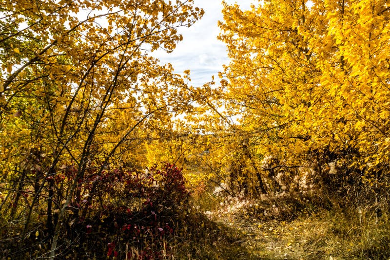 Fall in All of it`s Colourful Glory, Calgary, Alberta, Canada Stock ...