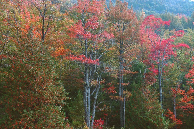 Fall Foliage, Acadia stock image. Image of hardwood, national - 8495565