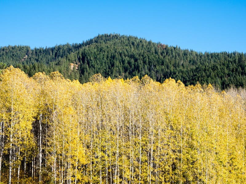 Fall Foliage Along US Highway 2 in Cascade Mountains Stock Image ...
