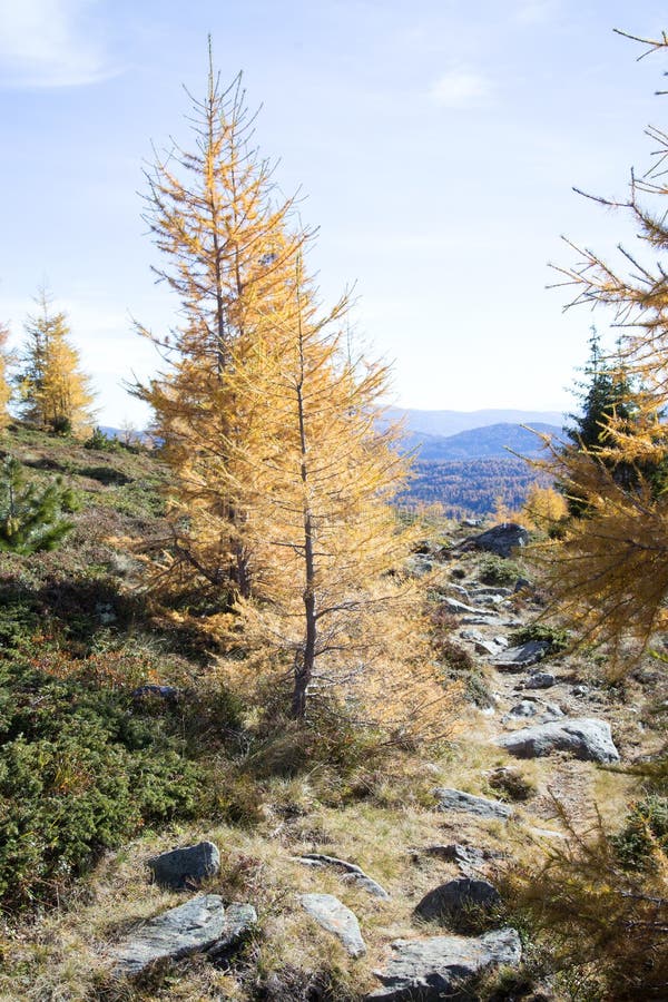 Fall Foliage in Alpine Forest Stock Photo - Image of peak, forest: 80082030