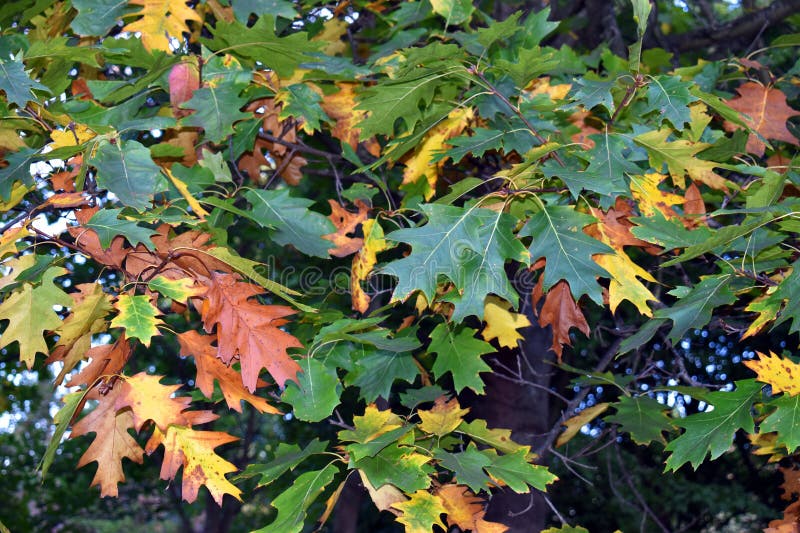 Fall Foliage of the American Oak (Quercus Rubra) Stock Photo - Image of ...
