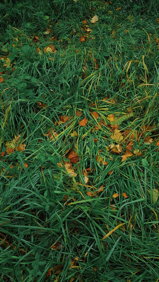 Fall Foliage, Autumn Grass in Leaves, Top View Stock Photo - Image of ...