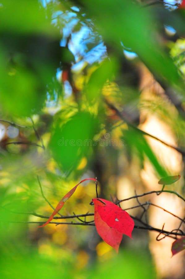 Fall Foliage Autumn Leaves Close Up Background Stock Photo - Image of ...