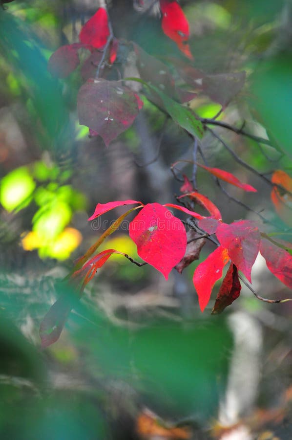 Fall Foliage Autumn Leaves Close Up Background Stock Photo - Image of ...