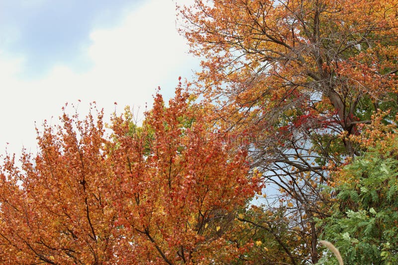 Fall Foliage Autumn Leaves Scene Stock Photo - Image of nature, spring ...