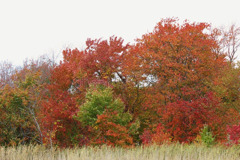 Fall Foliage Autumn Leaves Scene Stock Image - Image of deciduous ...