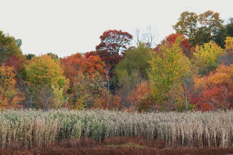 Fall Foliage Autumn Leaves Scene Stock Image - Image of woodland ...