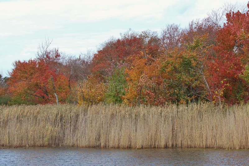 Fall Foliage Autumn Leaves Scene Stock Photo - Image of fall, marsh ...