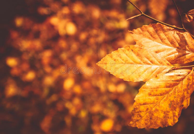 Fall Foliage Background stock image. Image of leaves - 79755375