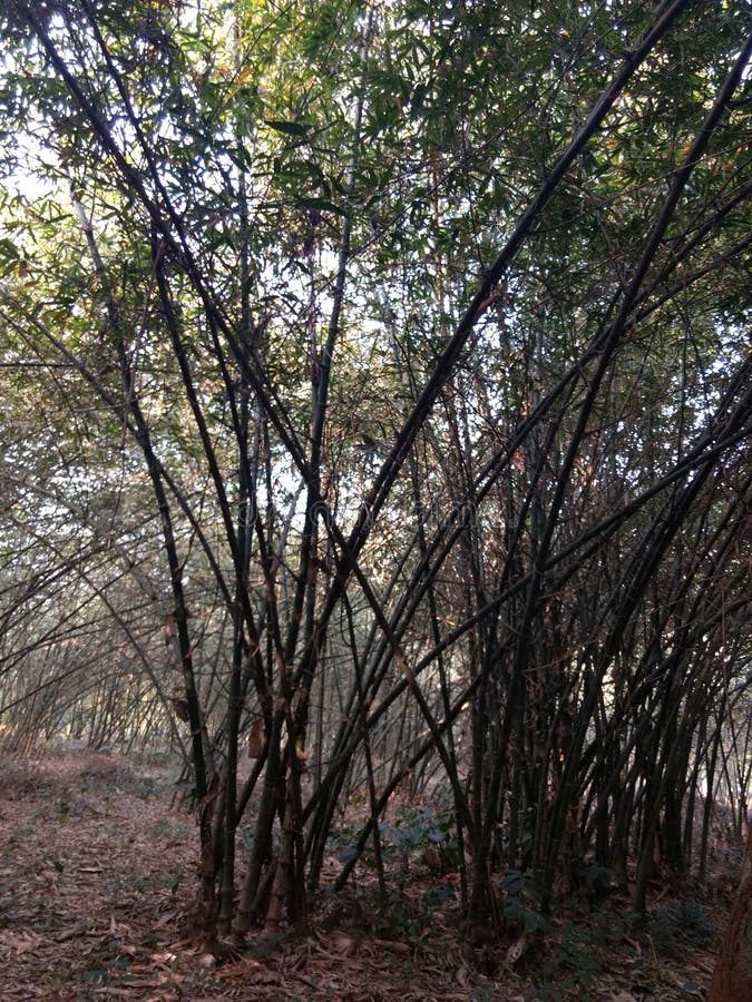 Fall Foliage at Bamboo Forest. Stock Photo - Image of foliage, forest ...
