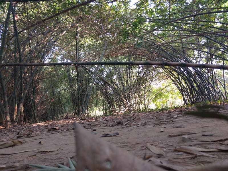 Fall Foliage at Bamboo Forest. Stock Photo - Image of fall, trail: 98074896