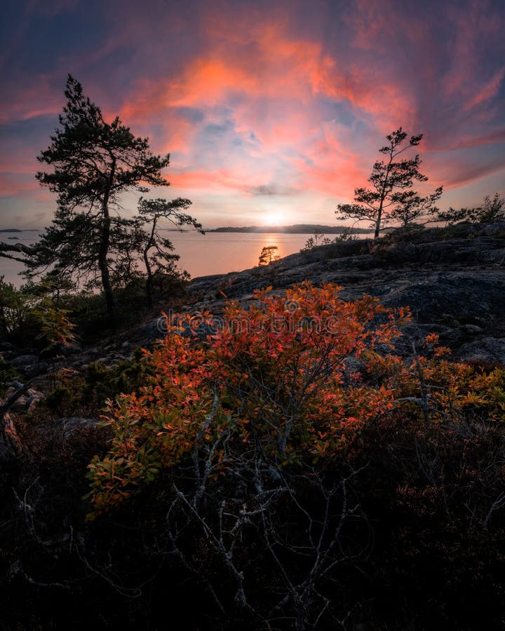 Fall foliage of a bush stock photo. Image of amazing - 201874790