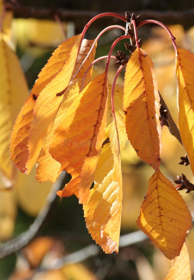 Fall Foliage on Cherry Tree Stock Photo - Image of leaves, autumnal ...