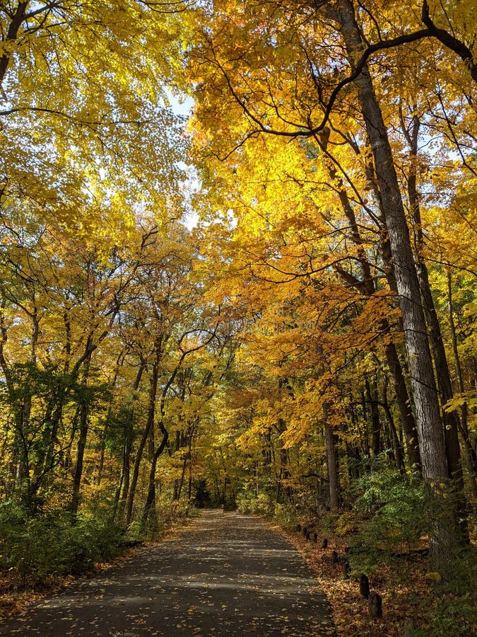 Fall Foliage in a City Park Stock Photo - Image of leaves, beauty ...