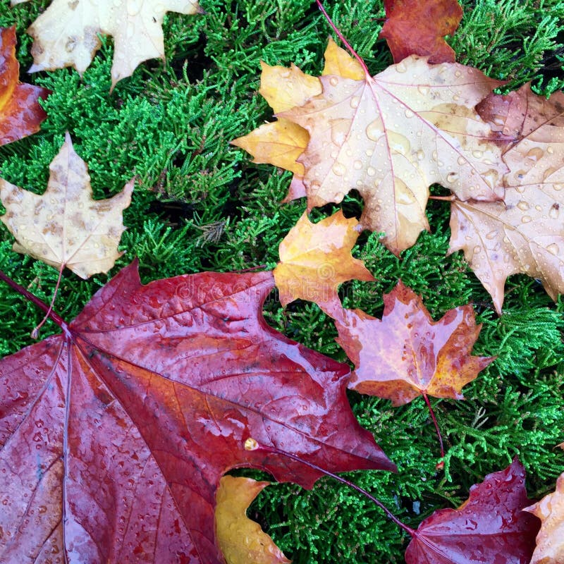 Fall foliage stock image. Image of foliage, grass, color - 73820559