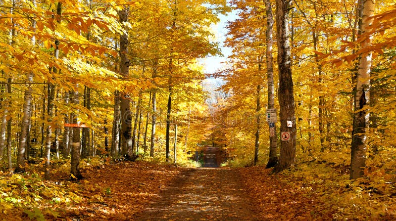 Fall foliage stock image. Image of canada, colorful, birch - 86789451