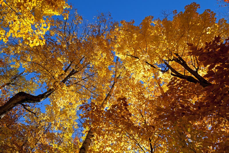 Fall foliage stock photo. Image of canada, sheet, indian - 86790744