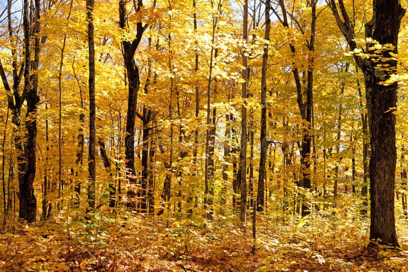 Fall foliage stock image. Image of panorama, forest, foliage - 86792175