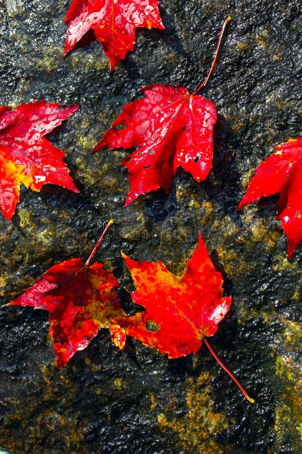 Fall foliage colors stock photo. Image of nature, garden - 3186772