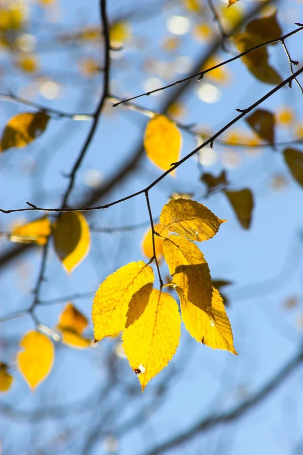 Fall foliage colors stock photo. Image of nature, garden - 3186772