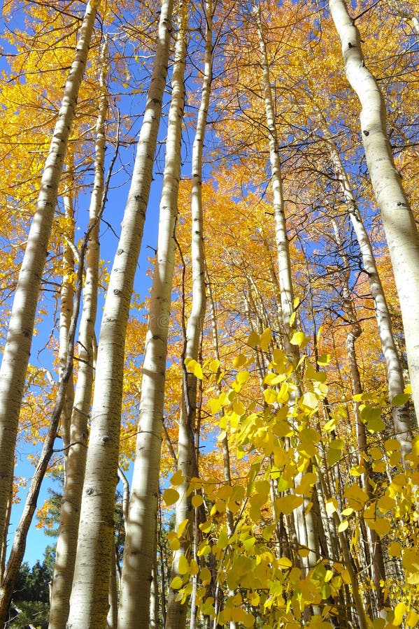 Birch Trees in Fall As Seen from Below. Stock Photo - Image of mother ...