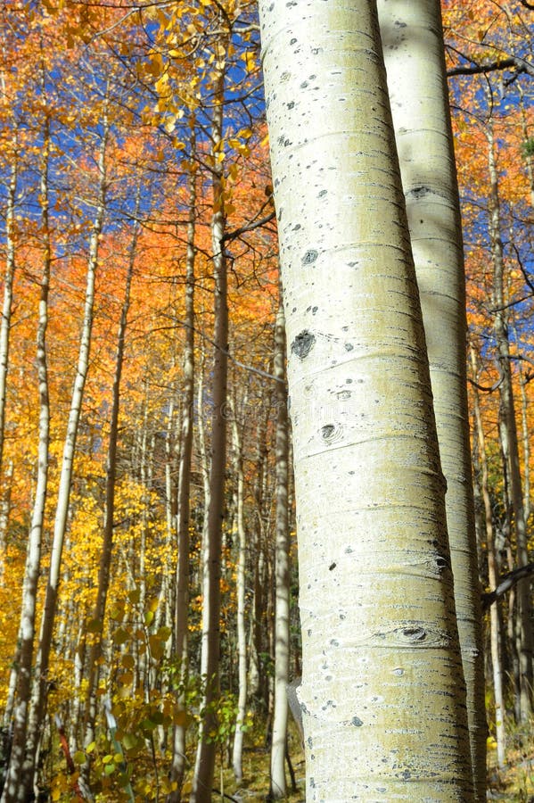 Birch Trees in Firey Fall Colors. Stock Photo - Image of colour, bark ...