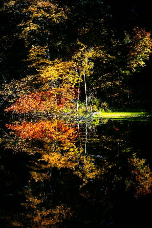 Fall Foliage Colors Reflection on a Black Pond Stock Photo - Image of ...
