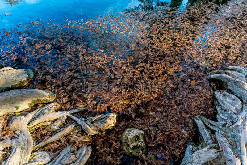 Fall Foliage on the Crystal Clear Frio River in Texas. Stock Photo ...