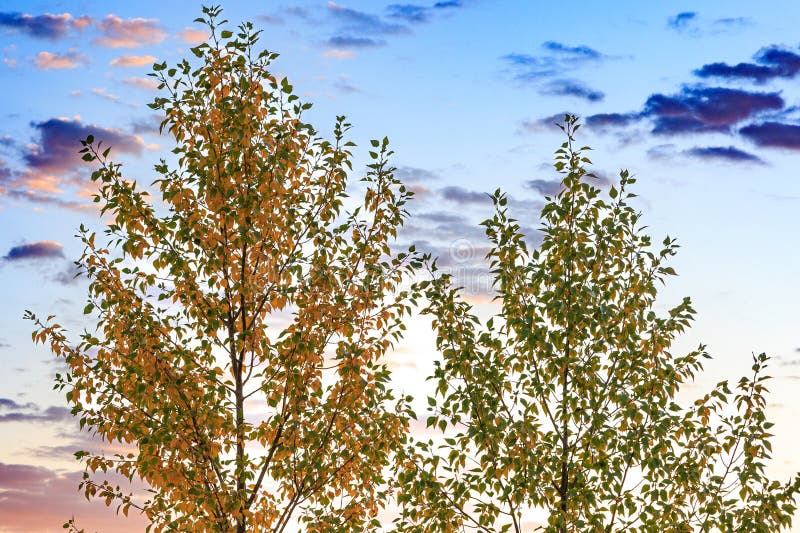 Two Changing Trees... Changing Sky Stock Photo - Image of woodland ...