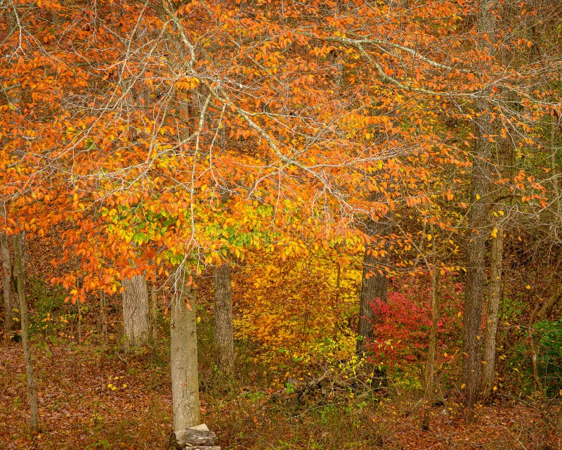 Fall Foliage of Deciduous Trees Stock Image - Image of environment ...