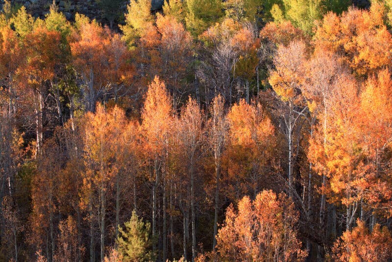 Fall foliage detail stock photo. Image of botany, macro - 84376784