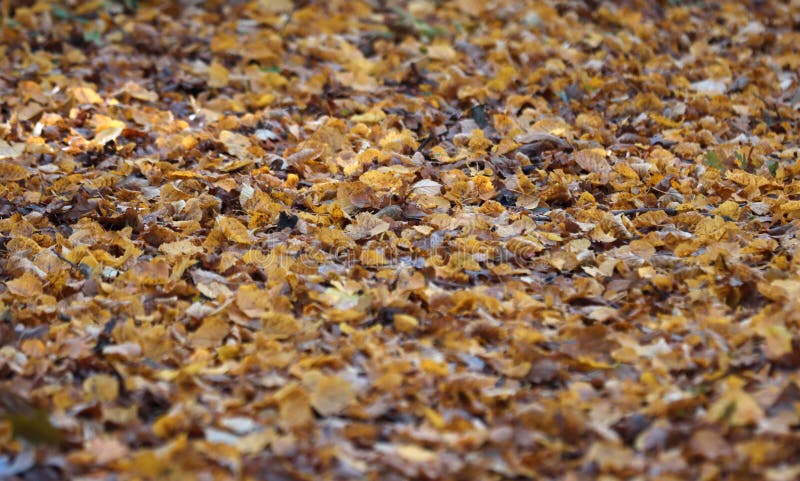 Fall Foliage Falling To the Ground Stock Photo - Image of park, autumn ...