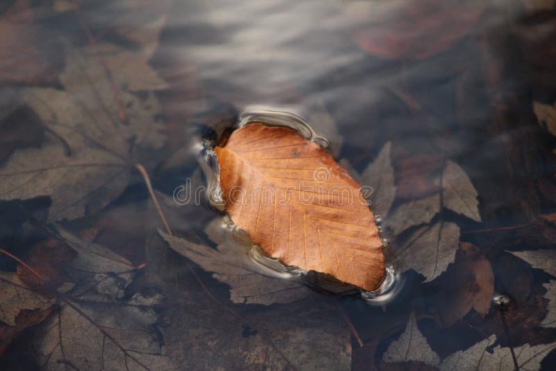 Fall foliage float stock image. Image of england, water - 130689395