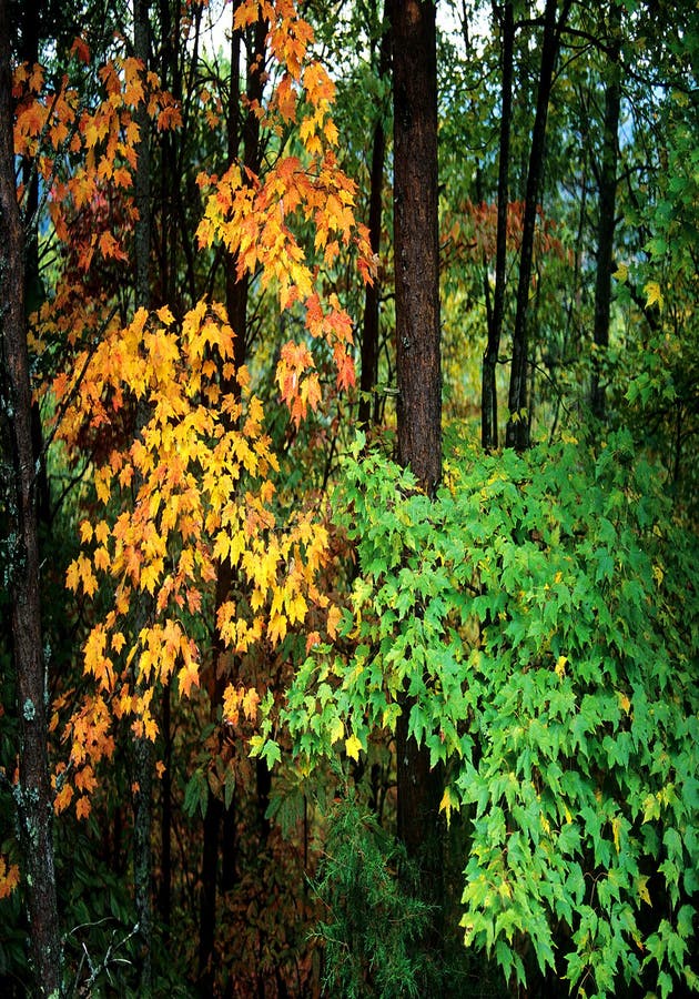 Fall Foliage in the Forest stock photo. Image of orange - 1824292