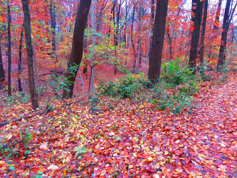 Fall Foliage Forest in November Stock Image - Image of forest, park ...