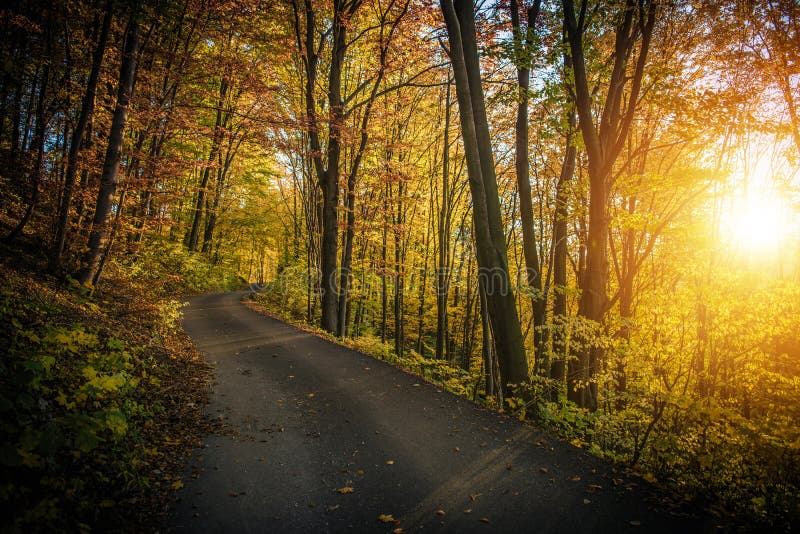 Fall Foliage Forest Route stock photo. Image of destination - 129577528