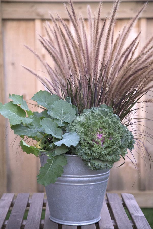 Fall Foliage stock photo. Image of leaf, kale, bucket - 57685264
