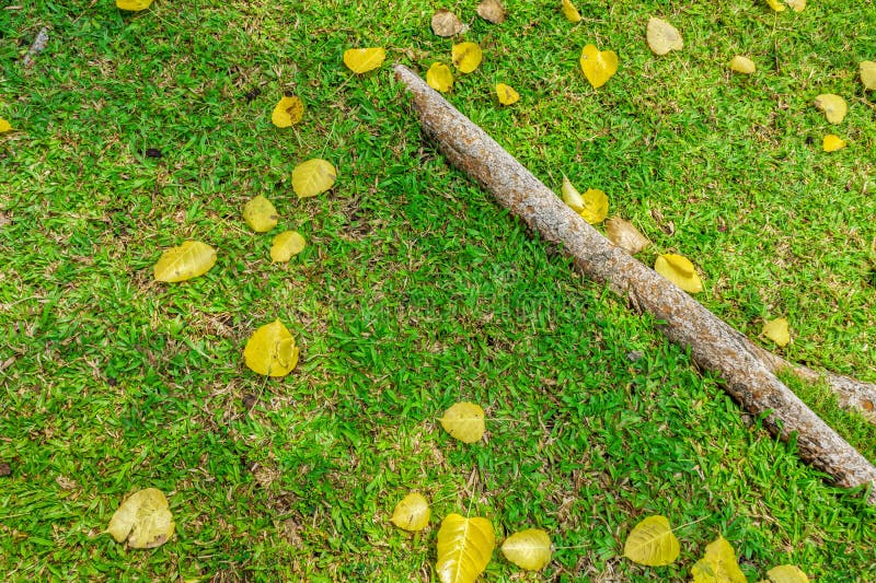 Fall foliage on green lawn stock image. Image of cultivation - 48211495