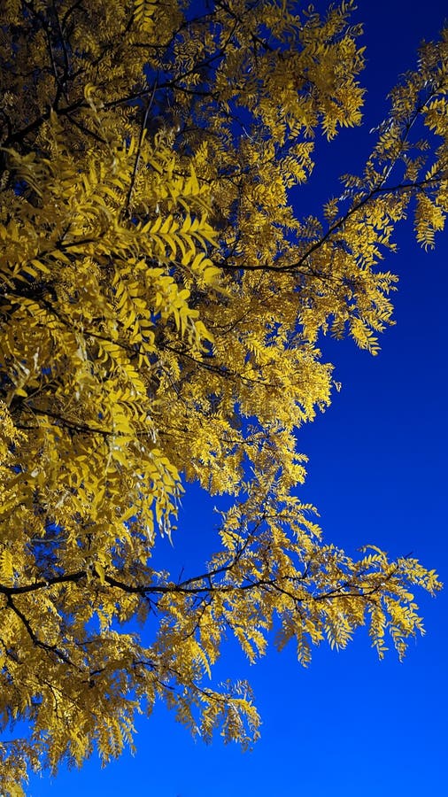The Fall Foliage in High Contrast after Sunset, Mississauga, on, Canada ...