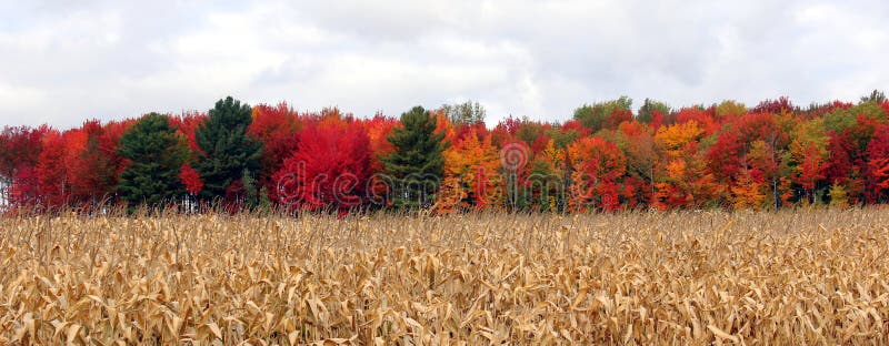 Fall foliage landscape stock image. Image of rural, outdoor - 258497411
