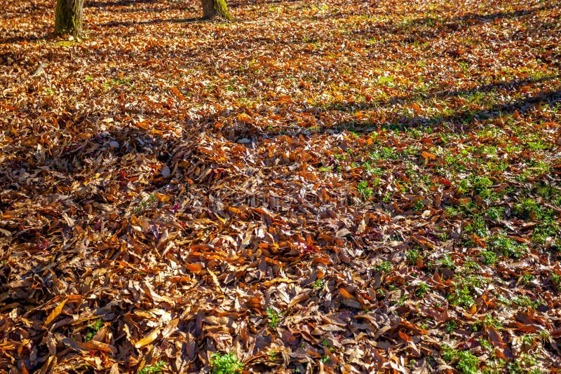 Fall Foliage on Lawn. Natural Dry Leaves in Autumn Stock Photo - Image ...