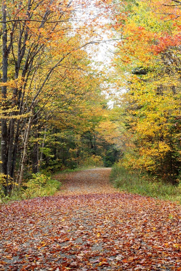 Fall Foliage Leaves on Dirt Road Stock Image - Image of color, path ...