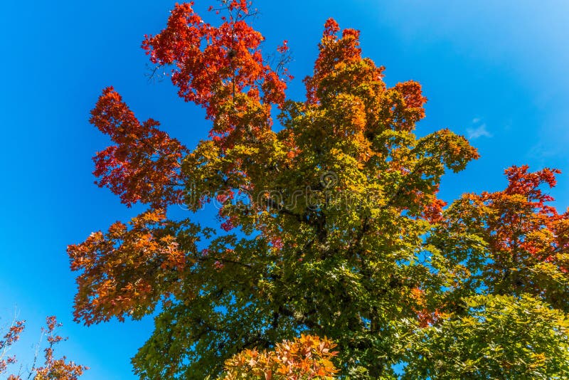Fall Foliage at Lost Maples State Park in Texas. Stock Photo - Image of ...