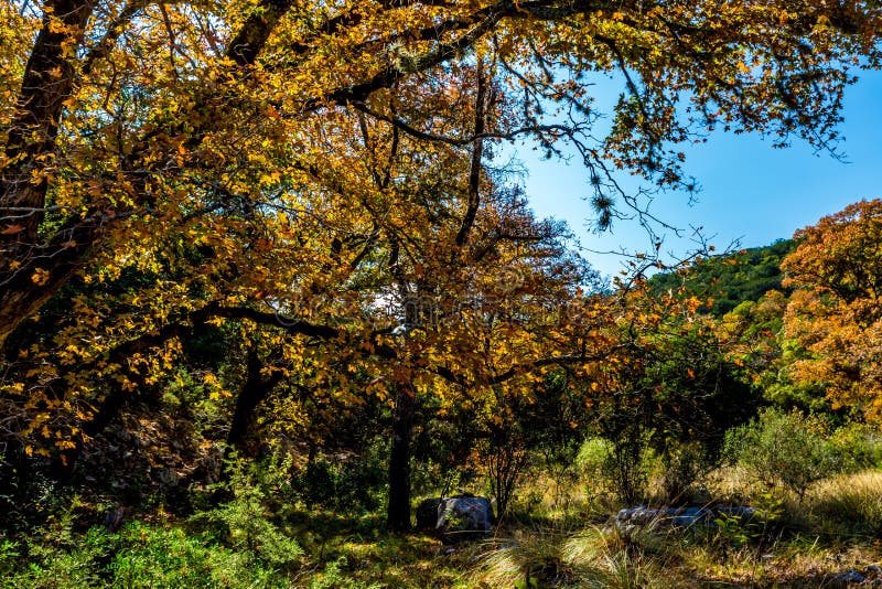 Fall Foliage at Lost Maples State Park in Texas. Stock Photo - Image of ...