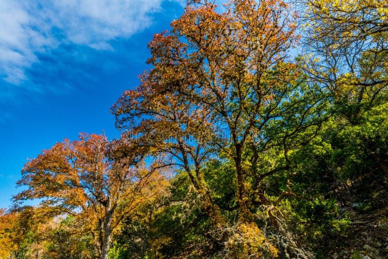 Fall Foliage at Lost Maples State Park in Texas. Stock Photo - Image of ...