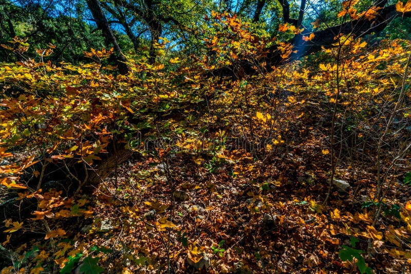 Fall Foliage at Lost Maples State Park in Texas. Stock Photo - Image of ...