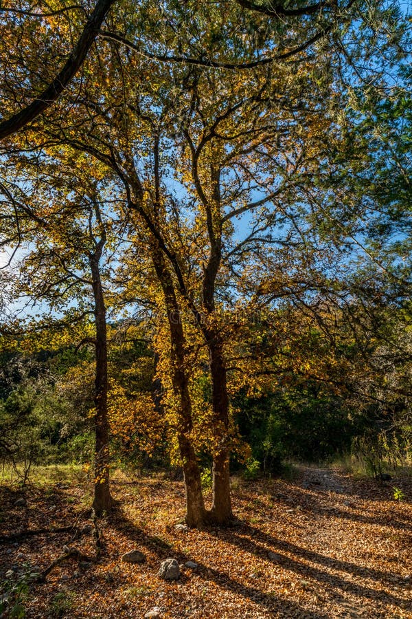 Fall Foliage at Lost Maples State Park in Texas. Stock Photo - Image of ...