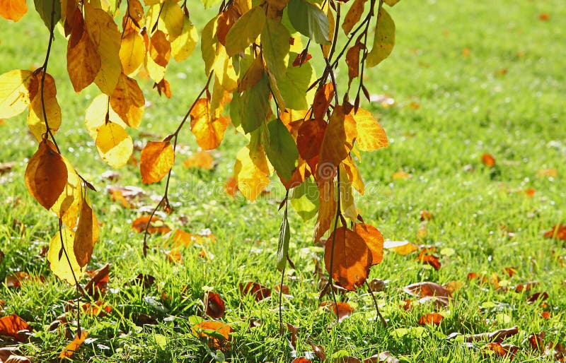 Fall Foliage from the Lower Branches of a Tree Stock Photo - Image of ...